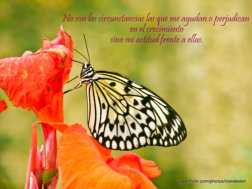 Descarga gratis tarjeta mariposa - Tarjetas, calendarios y postales